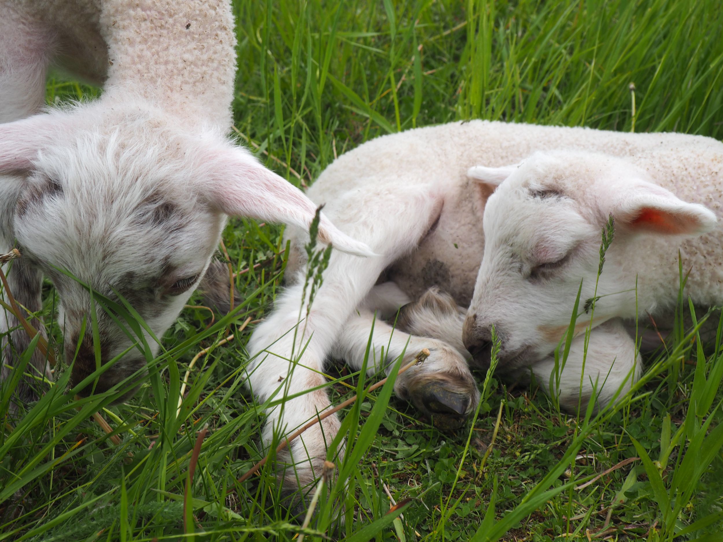 Reproductive Services | Lamb & Goat Veterinarian | Gull Lake Veterinary ...