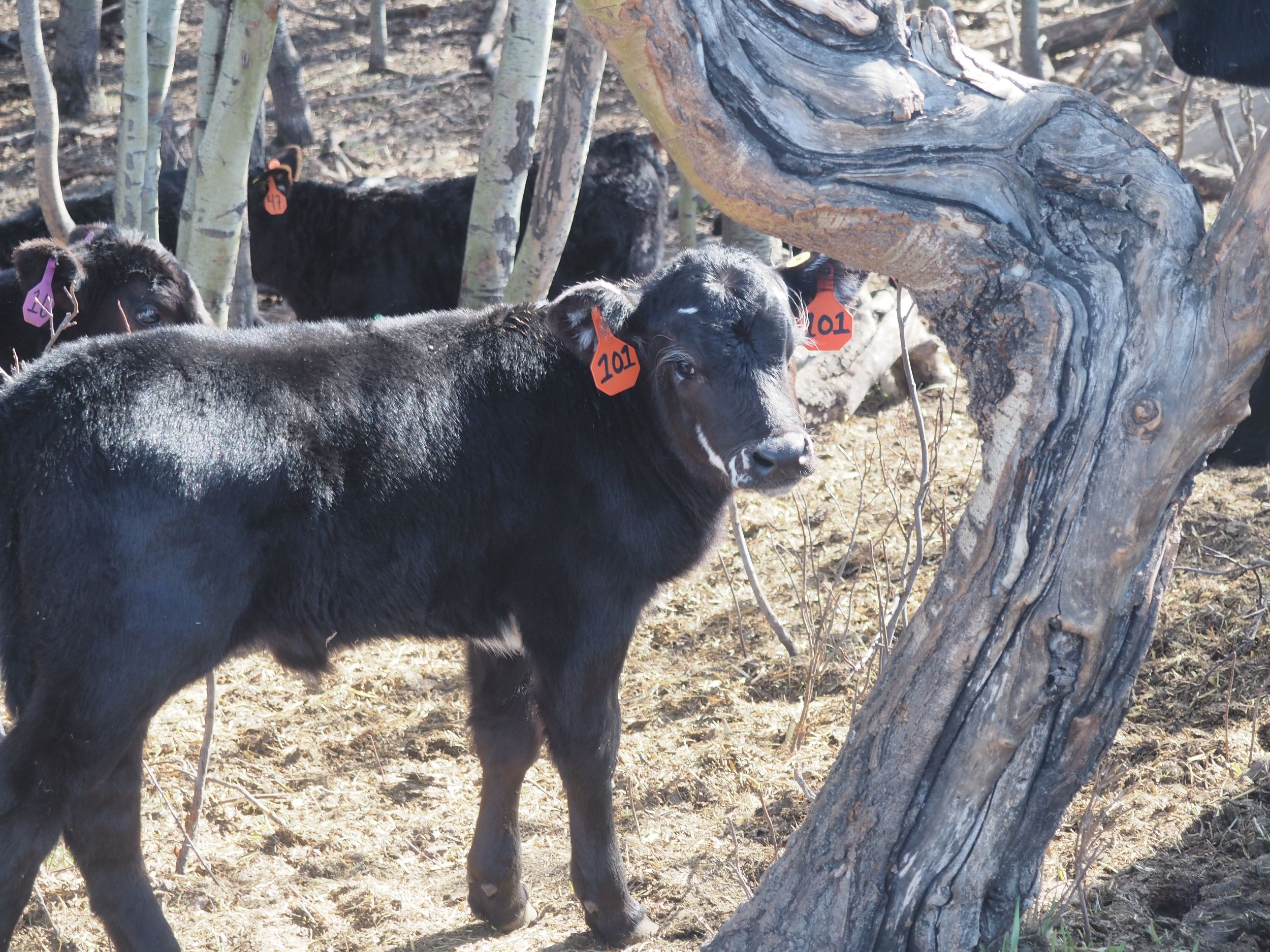 Beef Cow Consultations | Lacombe Vet | Gull Lake Veterinary Services